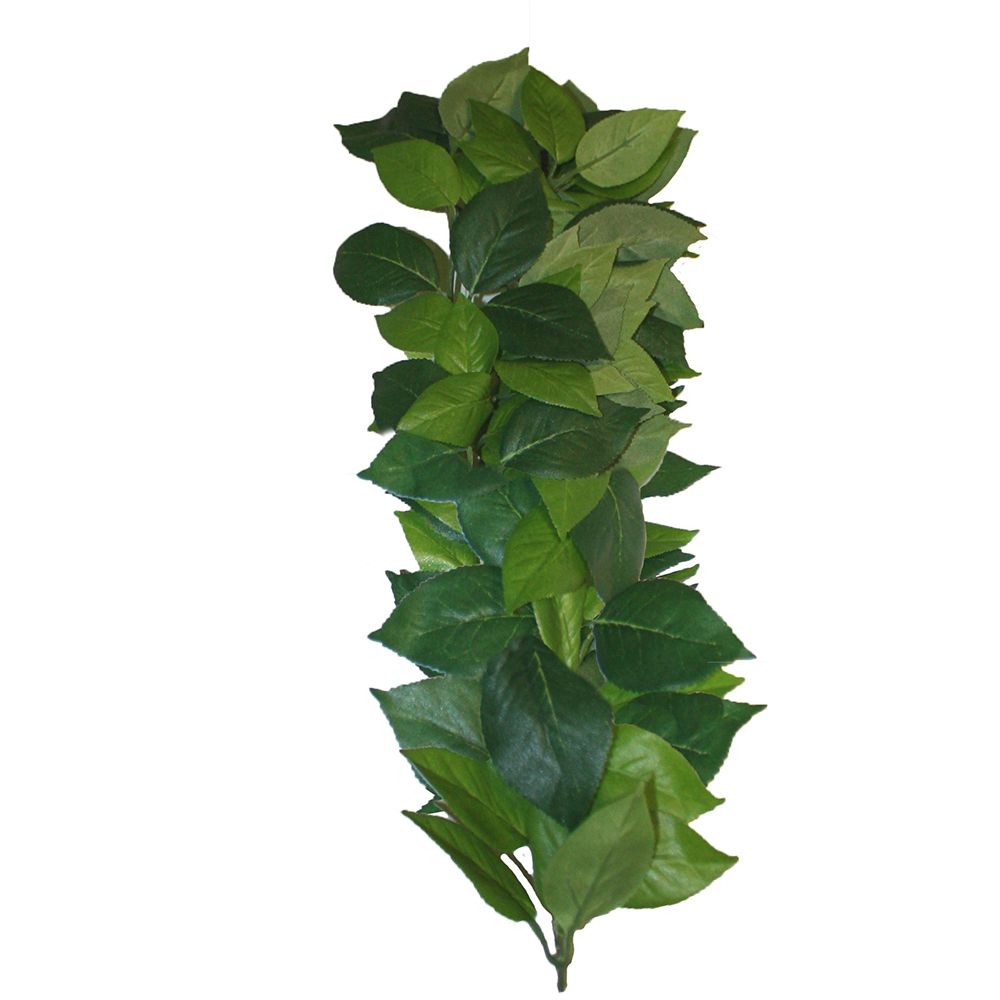 Taimed – zooexotika.ee